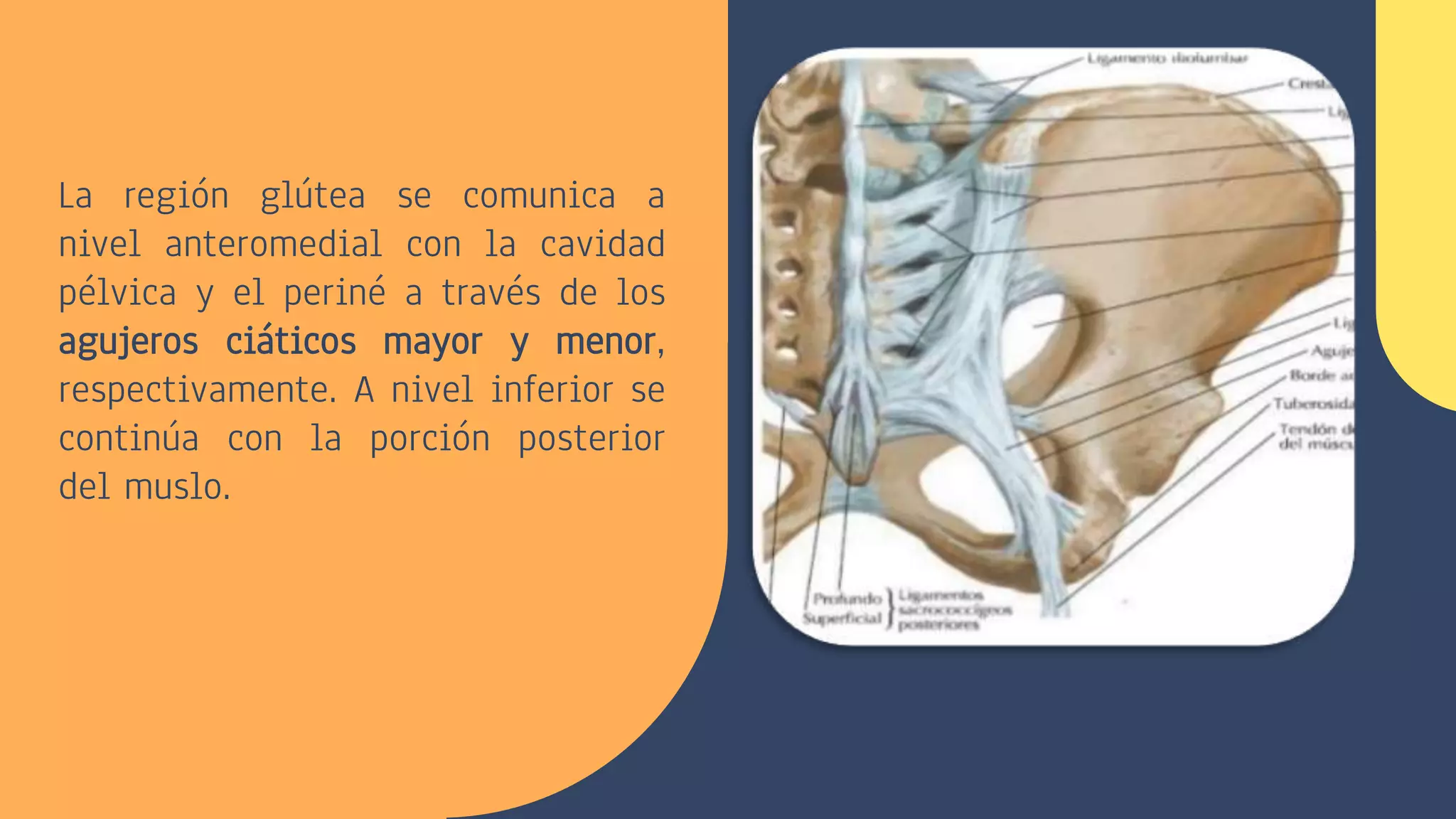 Region glutea, anatomia regional. | PPTX