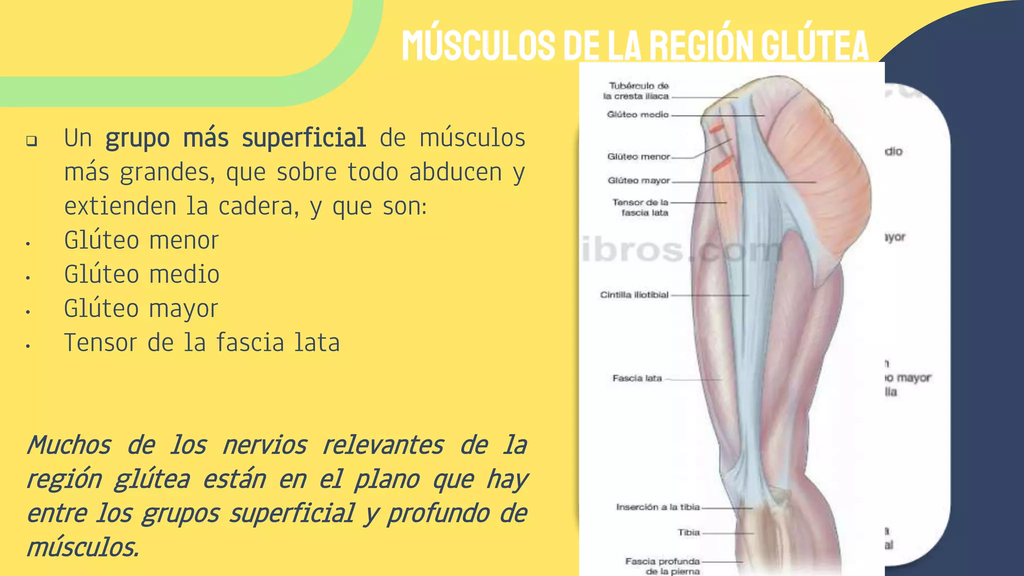 Region glutea, anatomia regional. | PPTX