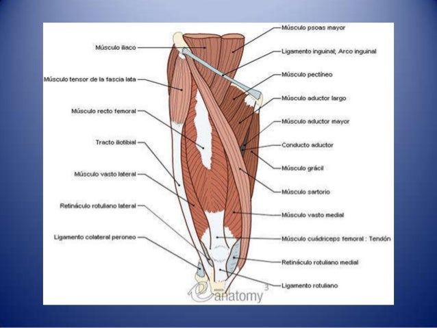 Region glutea, muslo anterior y posterior
