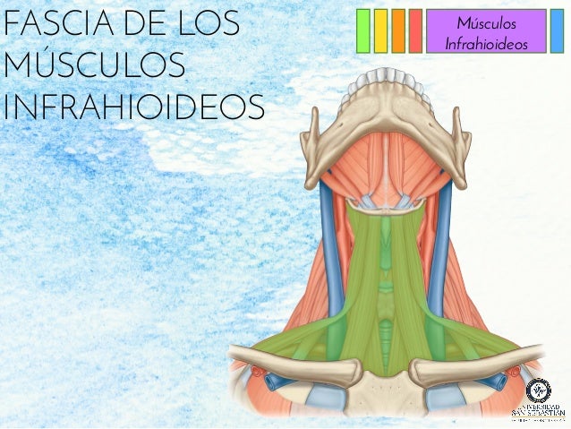 Región Topográfica infrahioidea
