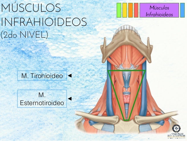 Región Topográfica infrahioidea