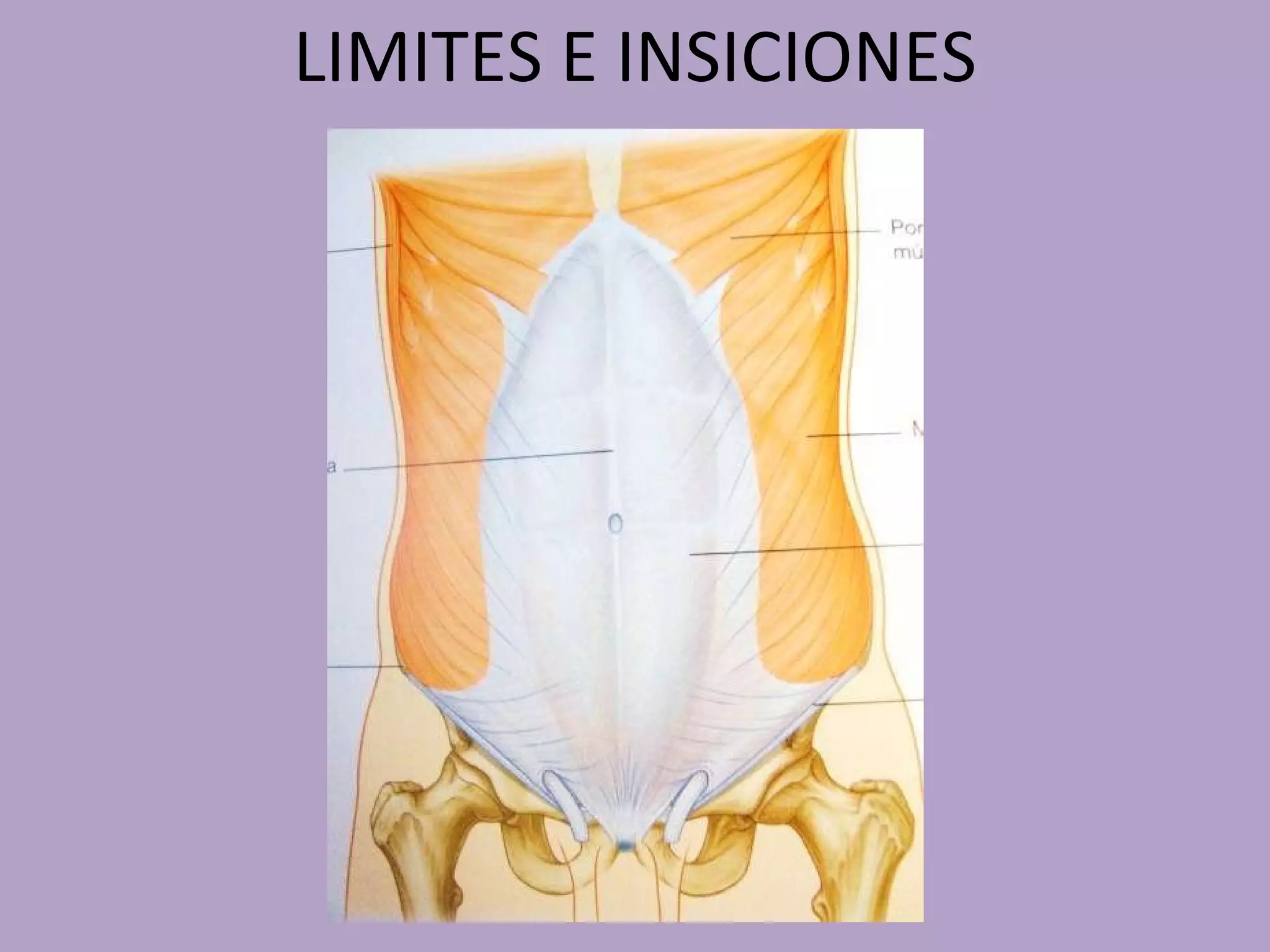 Region Inguinal | PPT