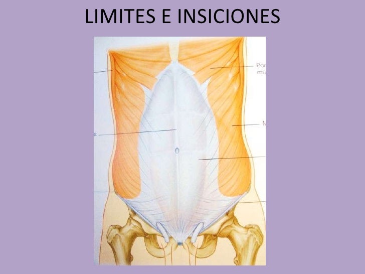 Region Inguinal