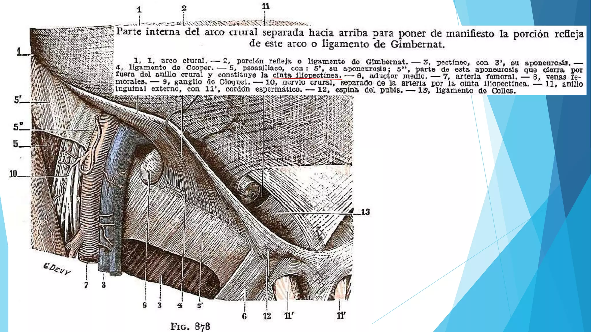 Anatomía de región inguinal | PPTX