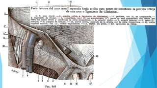 Anatomía de región inguinal | PPTX