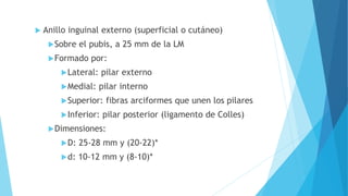 Anatomía de región inguinal | PPTX