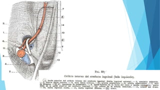Anatomía de región inguinal | PPTX