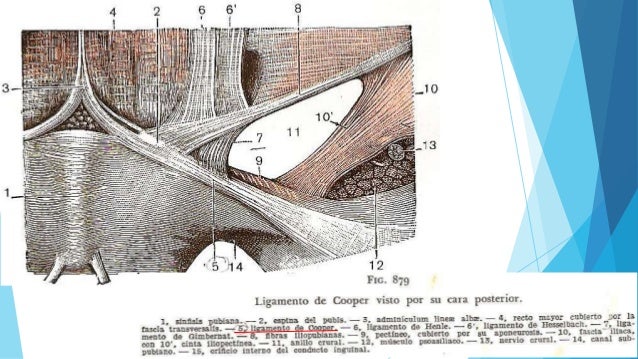 Anatomía de región inguinal