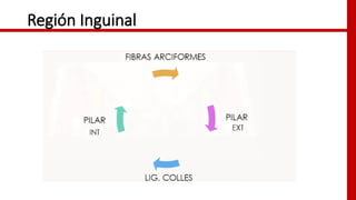 Anatomía quirúrgica de regio Inguinal abierta y laparoscópica | PPTX