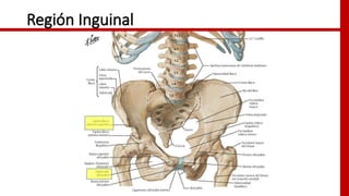 Anatomía quirúrgica de regio Inguinal abierta y laparoscópica | PPTX