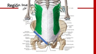 Anatomía quirúrgica de regio Inguinal abierta y laparoscópica | PPTX