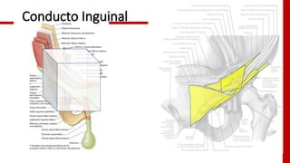 Anatomía quirúrgica de regio Inguinal abierta y laparoscópica | PPTX