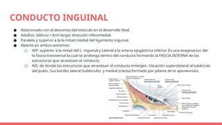 ANATOMI DE REGION INGUINAL ........CIRUGIA | PPTX