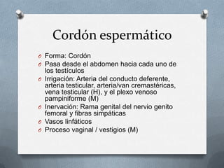 Región inguinal: Primera Parte (Miembro Pelvico) | PPTX
