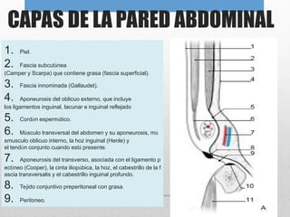 REGION INGUINOCRURAL ANATOMIA FISIOLOGIA Y HERNIOLAP.ppt