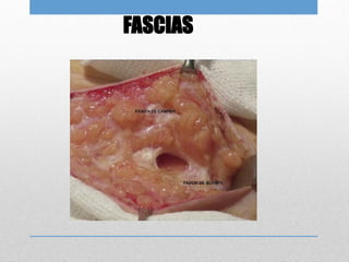 REGION INGUINOCRURAL ANATOMIA FISIOLOGIA Y HERNIOLAP.ppt