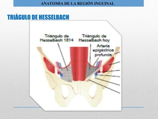 REGION INGUINOCRURAL ANATOMIA FISIOLOGIA Y HERNIOLAP.ppt