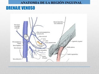 REGION INGUINOCRURAL ANATOMIA FISIOLOGIA Y HERNIOLAP.ppt