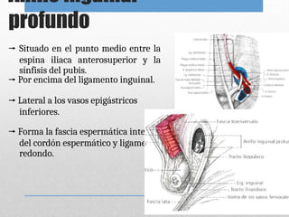 REGION INGUINOCRURAL ANATOMIA FISIOLOGIA Y HERNIOLAP.ppt