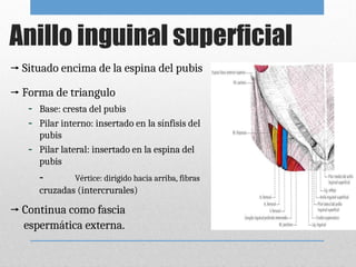 REGION INGUINOCRURAL ANATOMIA FISIOLOGIA Y HERNIOLAP.ppt
