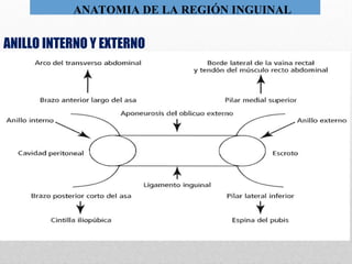 REGION INGUINOCRURAL ANATOMIA FISIOLOGIA Y HERNIOLAP.ppt