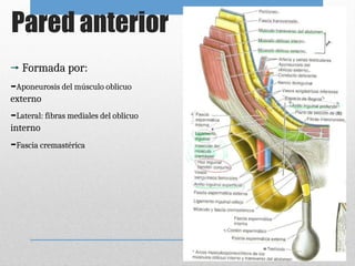 REGION INGUINOCRURAL ANATOMIA FISIOLOGIA Y HERNIOLAP.ppt