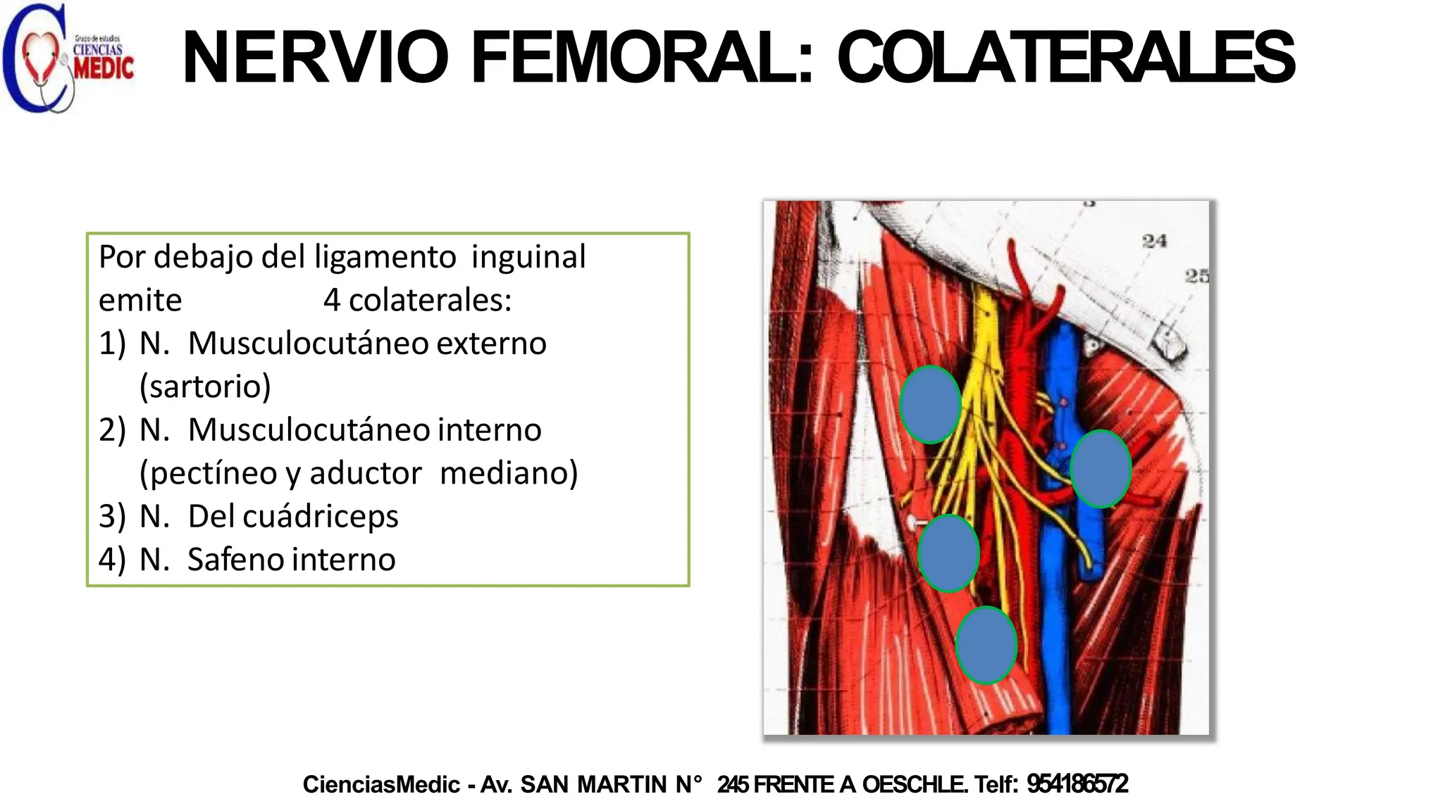 REGION INGUINOCRURAL- GLUTEO - NERVIO CIATICA | PPT