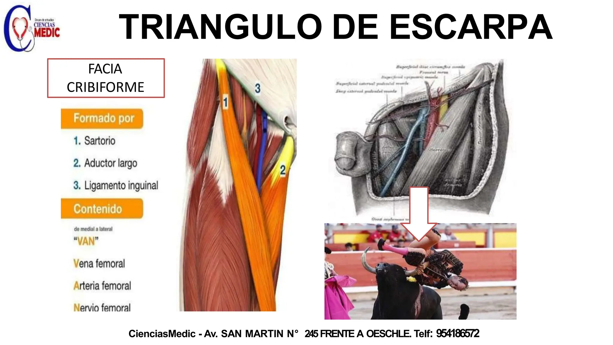 REGION INGUINOCRURAL- GLUTEO - NERVIO CIATICA | PPT