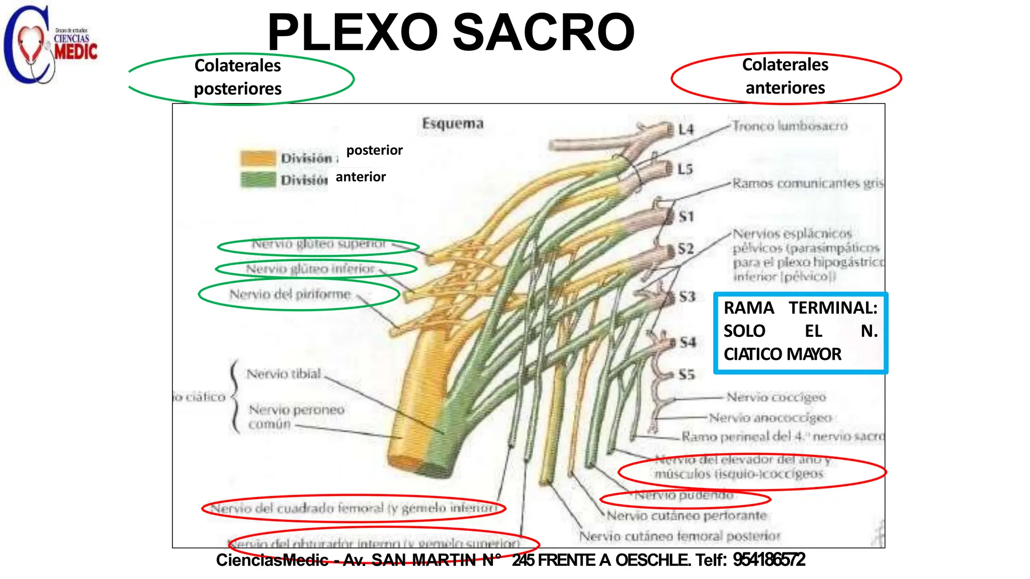 REGION INGUINOCRURAL- GLUTEO - NERVIO CIATICA | PPT