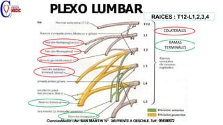 REGION INGUINOCRURAL- GLUTEO - NERVIO CIATICA | PPTX