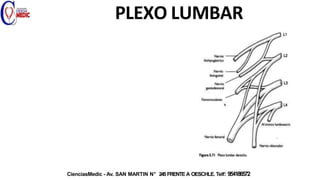 REGION INGUINOCRURAL- GLUTEO - NERVIO CIATICA | PPTX