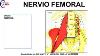 REGION INGUINOCRURAL- GLUTEO - NERVIO CIATICA | PPTX