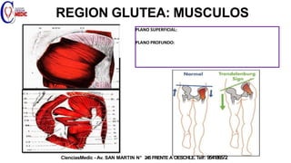 REGION INGUINOCRURAL- GLUTEO - NERVIO CIATICA | PPTX