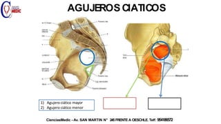 REGION INGUINOCRURAL- GLUTEO - NERVIO CIATICA | PPTX