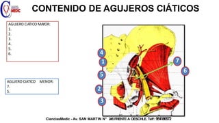 REGION INGUINOCRURAL- GLUTEO - NERVIO CIATICA | PPTX