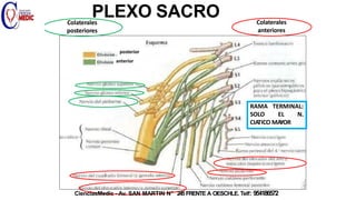 REGION INGUINOCRURAL- GLUTEO - NERVIO CIATICA | PPTX