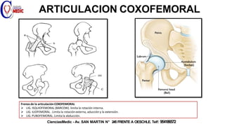 REGION INGUINOCRURAL- GLUTEO - NERVIO CIATICA | PPTX