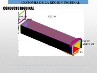 REGION INGUINOGENITAL EMBRIOLOGIA ANATOMIA FISIOLOGIA Y APARACION DE ...
