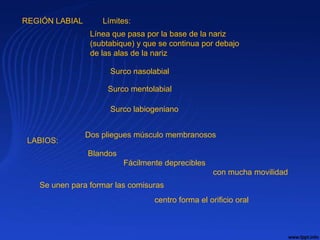 Region labial tema 1 | PPTX