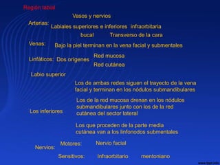 Region labial tema 1 | PPTX
