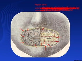 Region labial tema 1 | PPT