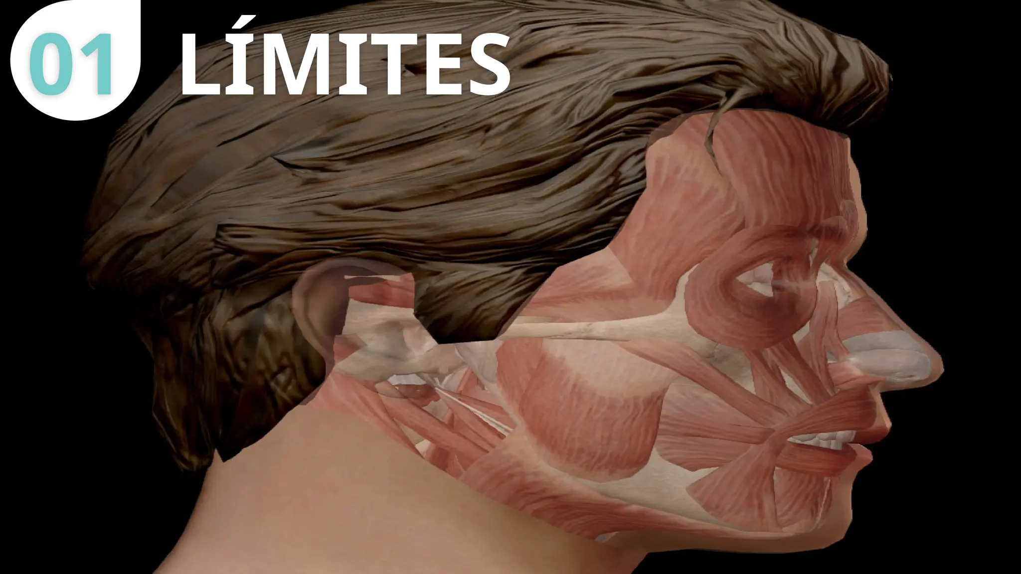 REGION MASETERINA ANATOMIA HUMANA DE RUVIER | PPTX