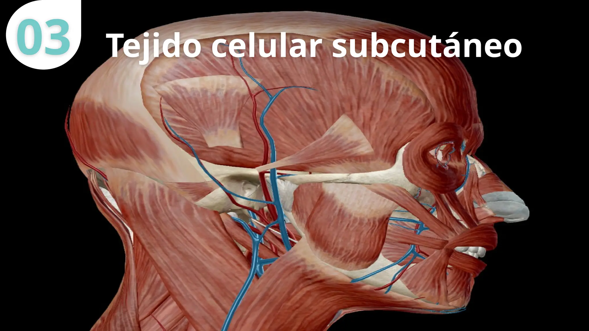 REGION MASETERINA ANATOMIA HUMANA DE RUVIER | PPTX