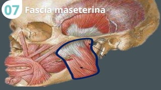 REGION MASETERINA ANATOMIA HUMANA DE RUVIER | PPTX