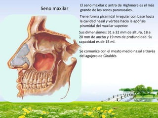 Region nasal udabol | PPTX