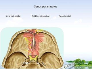 Region nasal udabol | PPTX
