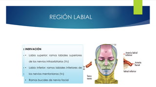 Region Nasal y Oral | PPTX