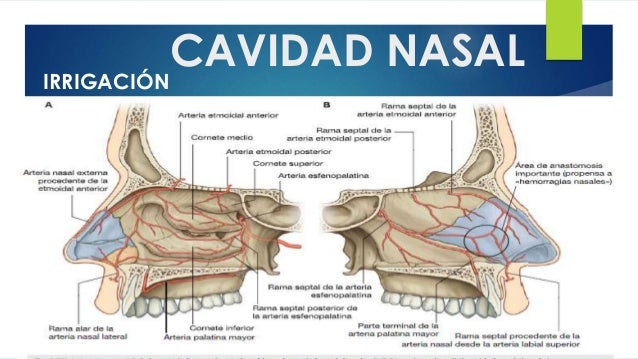 Region Nasal y Oral