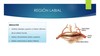 Region nasal y oral | PPTX