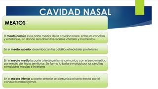 Region nasal y oral | PPTX